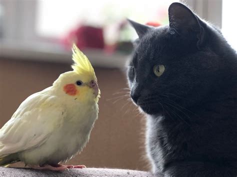 כל סוגי התוכים המבוקשים לגידול תוכיפדיה