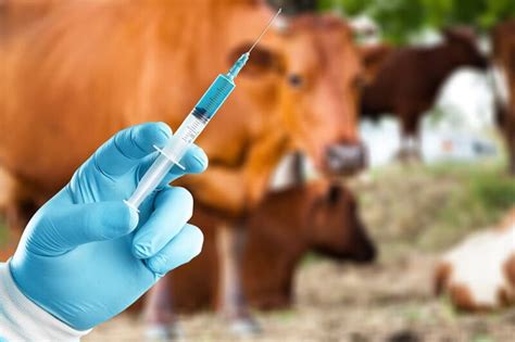 Module 5 Beef Cattle Biosecurity