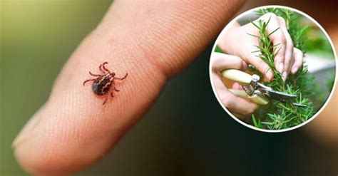 How To Get Rid Of Ticks In Your Garden Garden Growth Tips