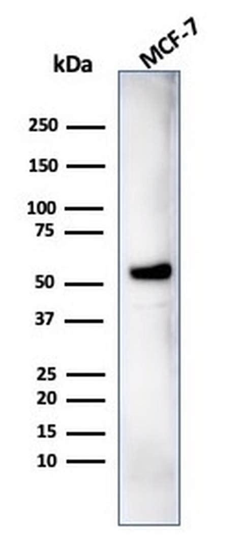 Irf3 Monoclonal Antibody Pcrp Irf3 1e11 3661 Msm2 P1