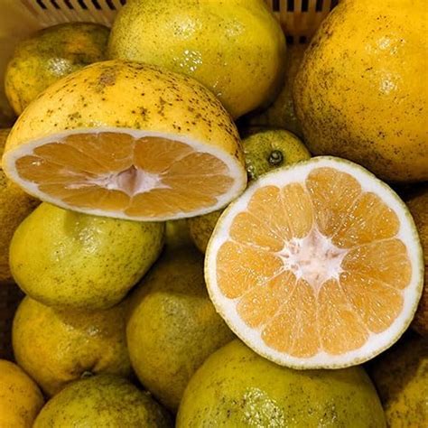 愛媛県産 河内晩柑 訳あり10kg みため おいしさ 【かわちばんかん生産農家直送】清家ばんかんビレッジ シークァーサー果実・野菜ジュース天然水