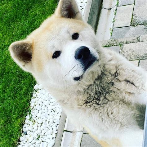 Donez Urgent Mascul Akita Inu 3 Ani Oradea • Olxro