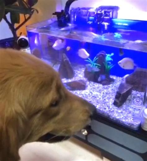 金毛盯著鏟屎官的新魚缸，饞的口水都快要流地上了 每日頭條