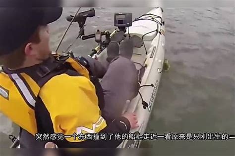 男子撞到“碰瓷”的小鹅 展开一生的缘分之旅缘分展开一生