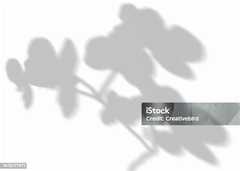 식물 나뭇잎 오버레이 효과의 그림자 흰색 배경에 현실적인 회색 그림자 제품 프리젠 테이션 사진 배경에 적용 가능합니다 태양 빛