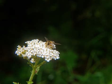 Bee Insect Flower Free Photo On Pixabay Pixabay