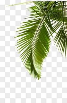 Png