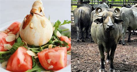 Estos Son Los Productos Con Leche De Búfala Que Colombia Exporta Ahora