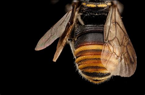 Bee Dna Extraction Praz Free Photo Rawpixel