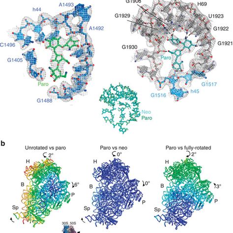 Crystal Structure Of The Paromomycin Bound Partially Rotated Ribosome