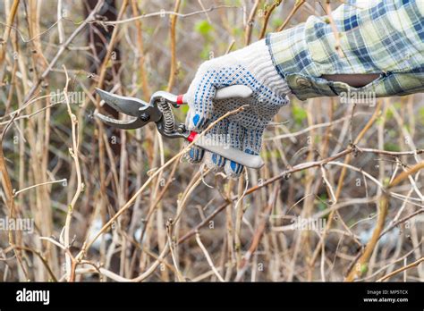 Pruning Of Raspberry Branches In The Garden Stock Photo Alamy