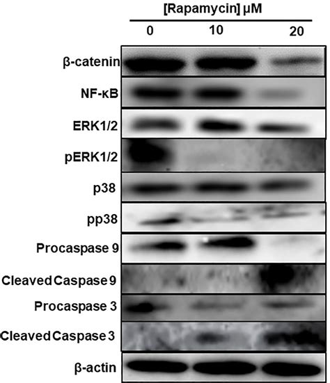 Frontiers Rapamycin Inhibits Oral Cancer Cell Growth By Promoting