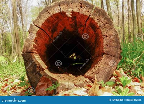 Tree Stump With A Hollow Stock Image Image Of Bark