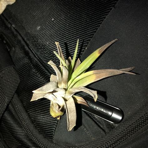 🍍 Pineapple Ultimate Guide To Fertilizing