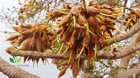 Madhuca Madhuca Lonolia Mahua Tree Benefits Anantam Ayurveda