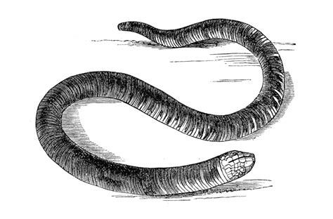 New Species Of Prehistoric “worm Lizard” Found In Tunisia Kansas City Star