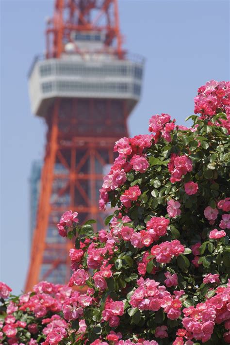 仙人ホールに降り立つ on Twitter 春光彩 春薔薇in芝公園 マイセミオールドレンズライフ を楽しむ Minolta