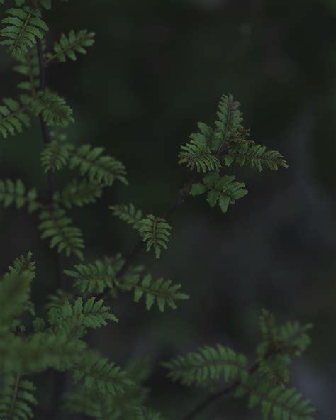 寧日 季節のお料理と喫茶 去年庭に植えた山椒の苗 今年も気温の上昇と共に新芽が次々と芽吹き出しました ほのかな苦味と圧倒的な清涼感は