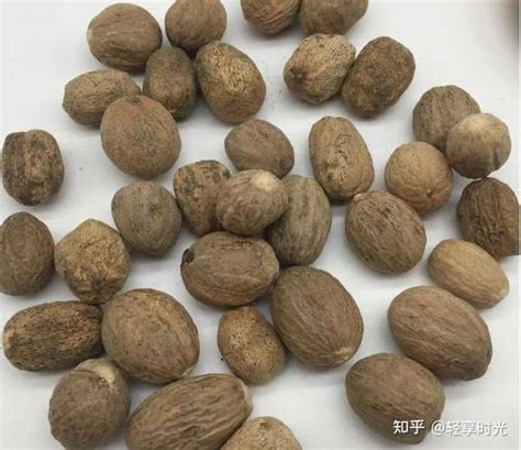 肉豆蔻的食疗功效与作用暖脾胃降浊气固大肠 知乎