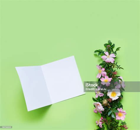 섬세한 녹색 배경에 흰색 종이 카드가있는 아름다운 로즈 힙 브랜치 0명에 대한 스톡 사진 및 기타 이미지 0명 개 개념 Istock