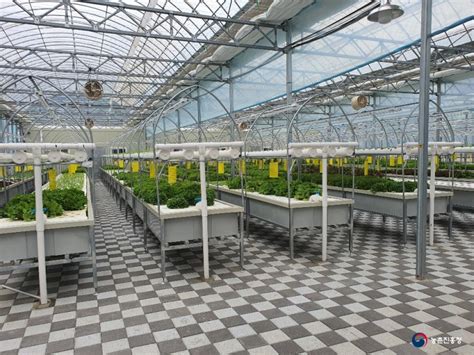 물고기로 채소 키워요 아쿠아포닉스ft 친환경 농법 네이버 블로그