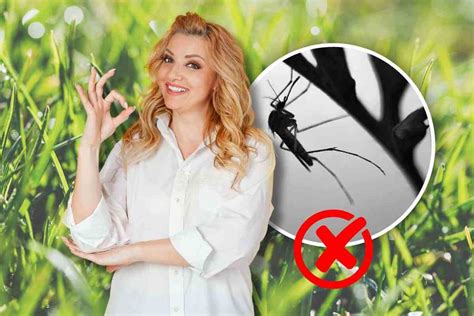 Questa Pianta Ha Dei Fiori Stupendi E Tiene Anche Lontane Le Zanzare Devi Procurartela Subito
