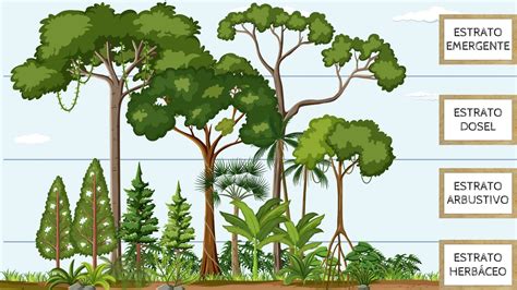 Definición y características del ecosistema de la selva Los