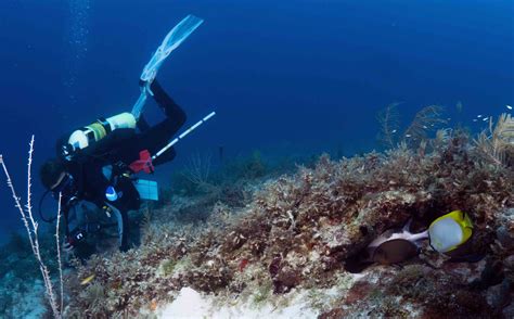 Special Journal Issue Compiles Advances In Coral Reef Ecosystem Science