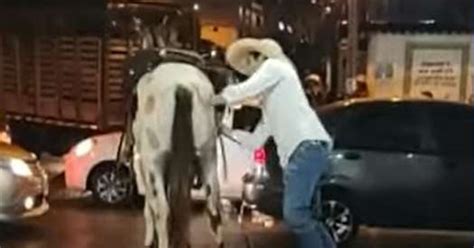 Maltrato Animal En La Feria De Manizales Un Caballo Murió En Medio De