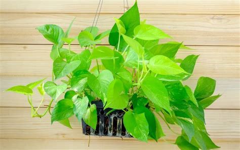Desvendando Os Significados E Simbolismos Da Jiboia Epipremnum Aureum
