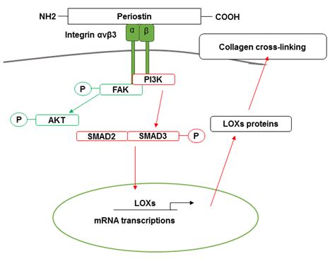The Profibrogenic Effects Of Recombinant Periostin Mediated By
