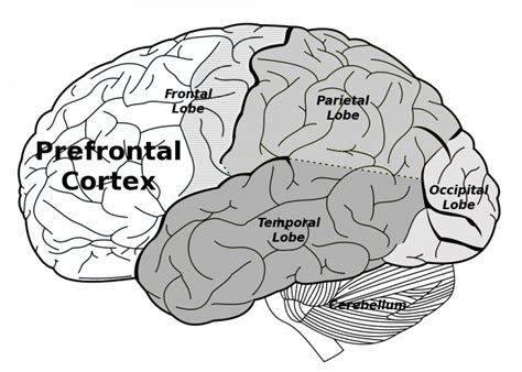 Unwiring And Rewiring Your Brain Sensitization And Hypofrontality