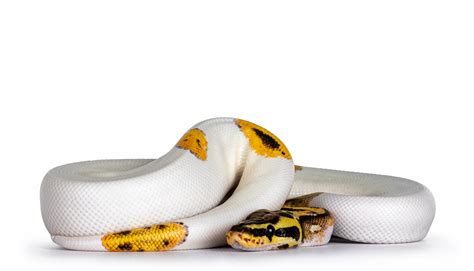 Python Book Of Recipes 4 Turf Analysis A Gastronomic Journey Into