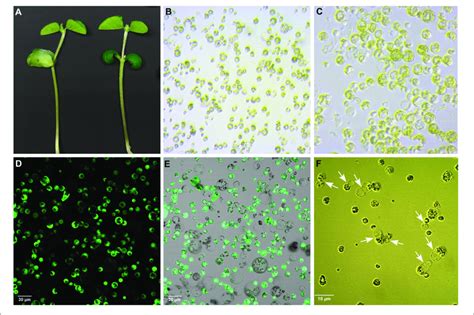 Isolation Purification And Cultivation Of Protoplasts From Glycine Download Scientific