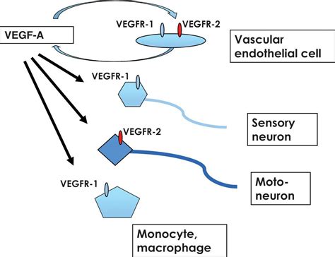 Vegf As A Central Role In Angiogenesis And Cancer Therapy Creative