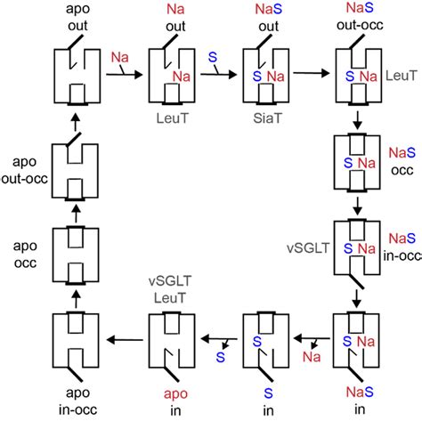 Model Of Conformational States Underlying The Alternating Access