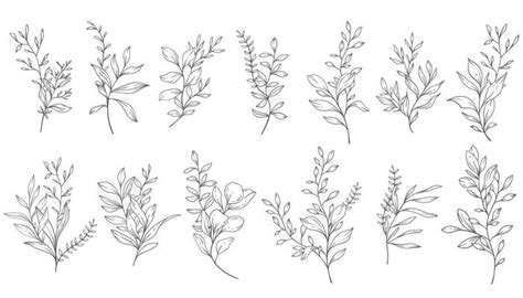 Foliage Line Drawing Vector Art Icons And Graphics For Free Download
