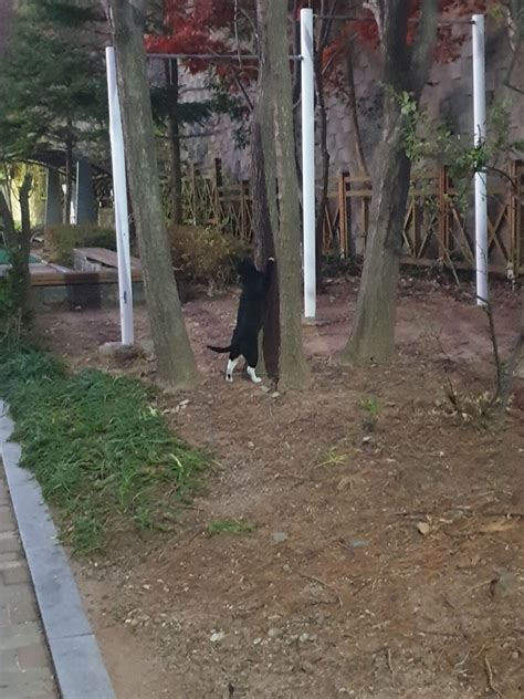기여운데 가까이만 가면 도망가는 길냥이 동물 식물 갤러리 에펨코리아