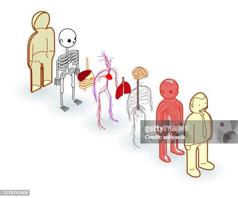 Exploded Anatomy Photos And Premium High Res Pictures Getty Images