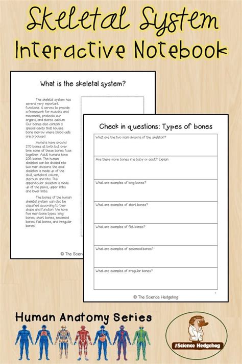 Skeletal System Notes Interactive Notebooks Skeletal System