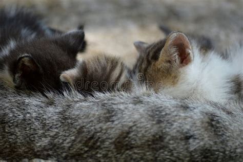 Little Kittens Suck On Their Mom Stock Image Image Of Wildlife