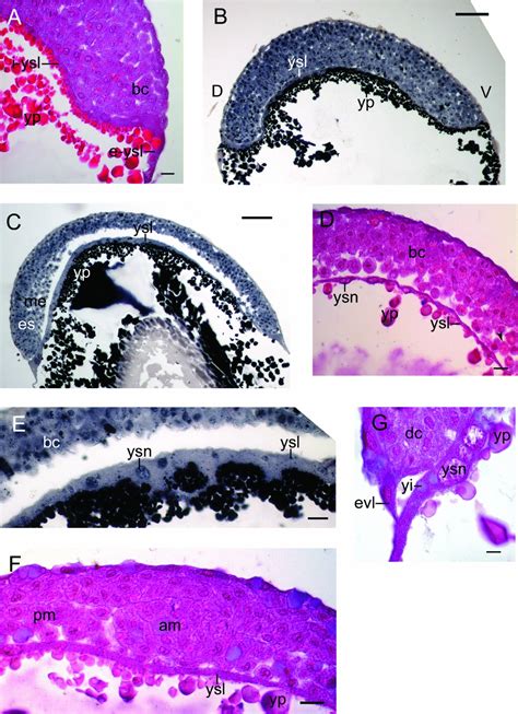 The Yolk Syncytial Layer Of Loach Misgurnus Fossilis Teleostei