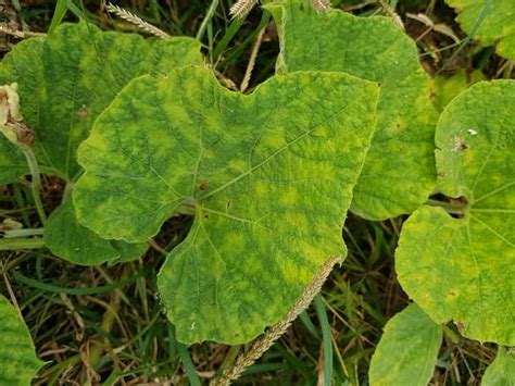 Profitable Cultivation Of Bottle Gourd Its Varieties Pest And Disease