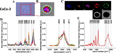 Microscopy Image A And Raman Image B Constructed Based On The Download Scientific Diagram