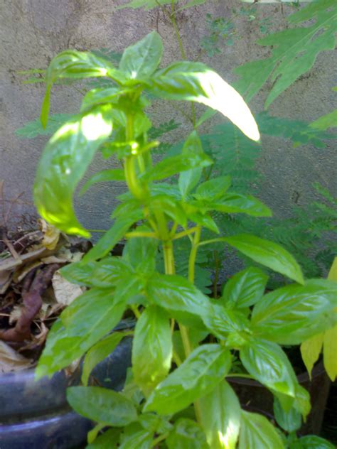 Green Leaf Health Benefits Of Basil