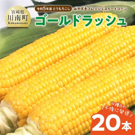 みやざきフレッシュスイートコーン「ゴールドラッシュ」20本 とうもろこし スイートコーン 宮崎県川南町｜jre Mallふるさと納税