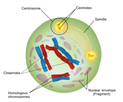 Keimzellenbildung Durch Meiose Karteikarten Quizlet