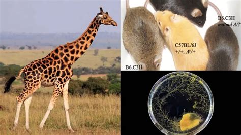 Speciation Definition Causes Types Process Biology Notes Online