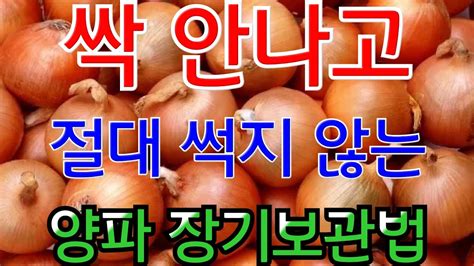 양파 장기보관 이렇게하면 싹도 안나오고 절대 썩지않습니다 양파보관법 양파심는시기 양파재배 싹난양파보관법 양파고르는법 양파장아찌 양파재배방법 양파효능 건강 힐링 친환경 주말