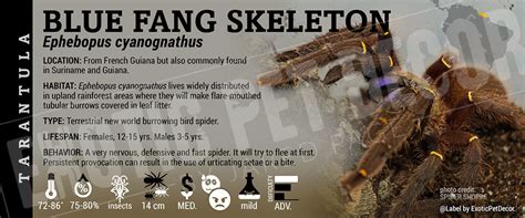 Ephebopus Cyanognathus Blue Fang Skeleton Tarantula Cards And